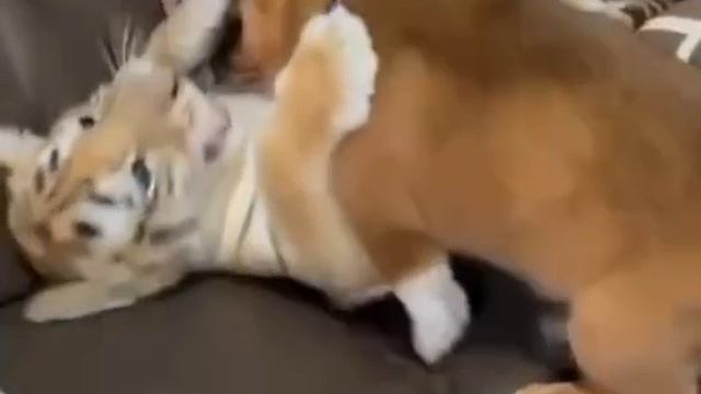 Страшные звери выясняют отношения