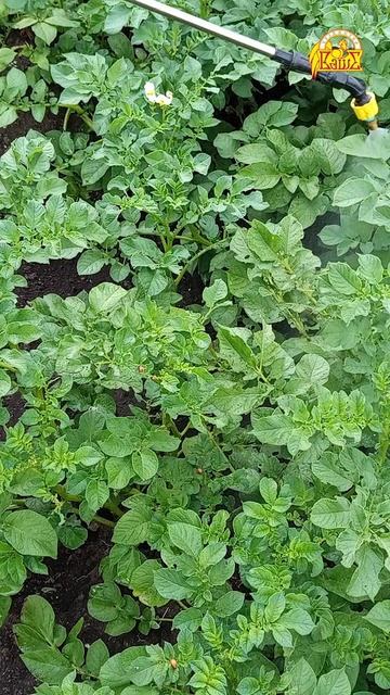 Корадо +Панэм