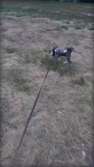 Наш сыночек Тилль прислал привет папе Честеру из Ульяновска. Малышу один годик.