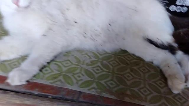 Кот Сёма на даче не прошло часа