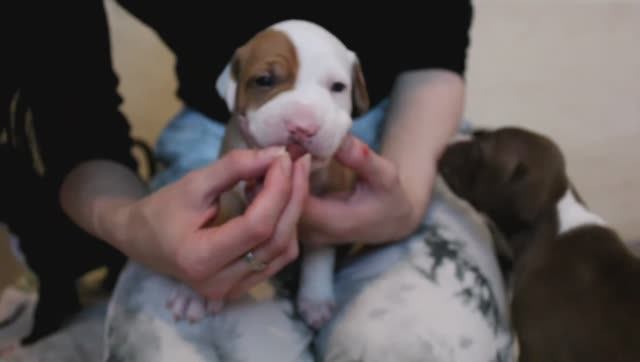 Щенки пробуют мясо. Прикорм щенков питбуля