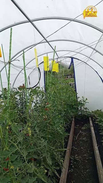 Жёлтая ловушка