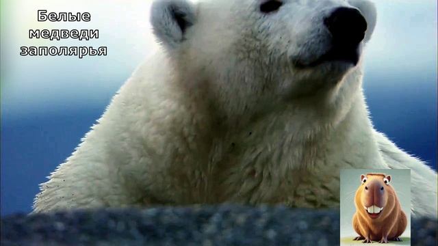 Заполярье. Белые медведи. Документальный фильм