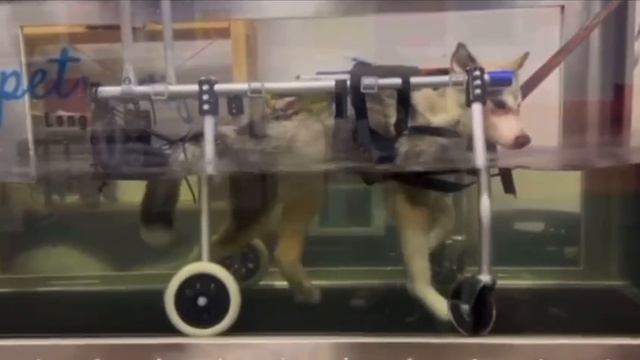 Видео от Ветклиника БЭСТ Новосибирск _ Ветеринария онлайн