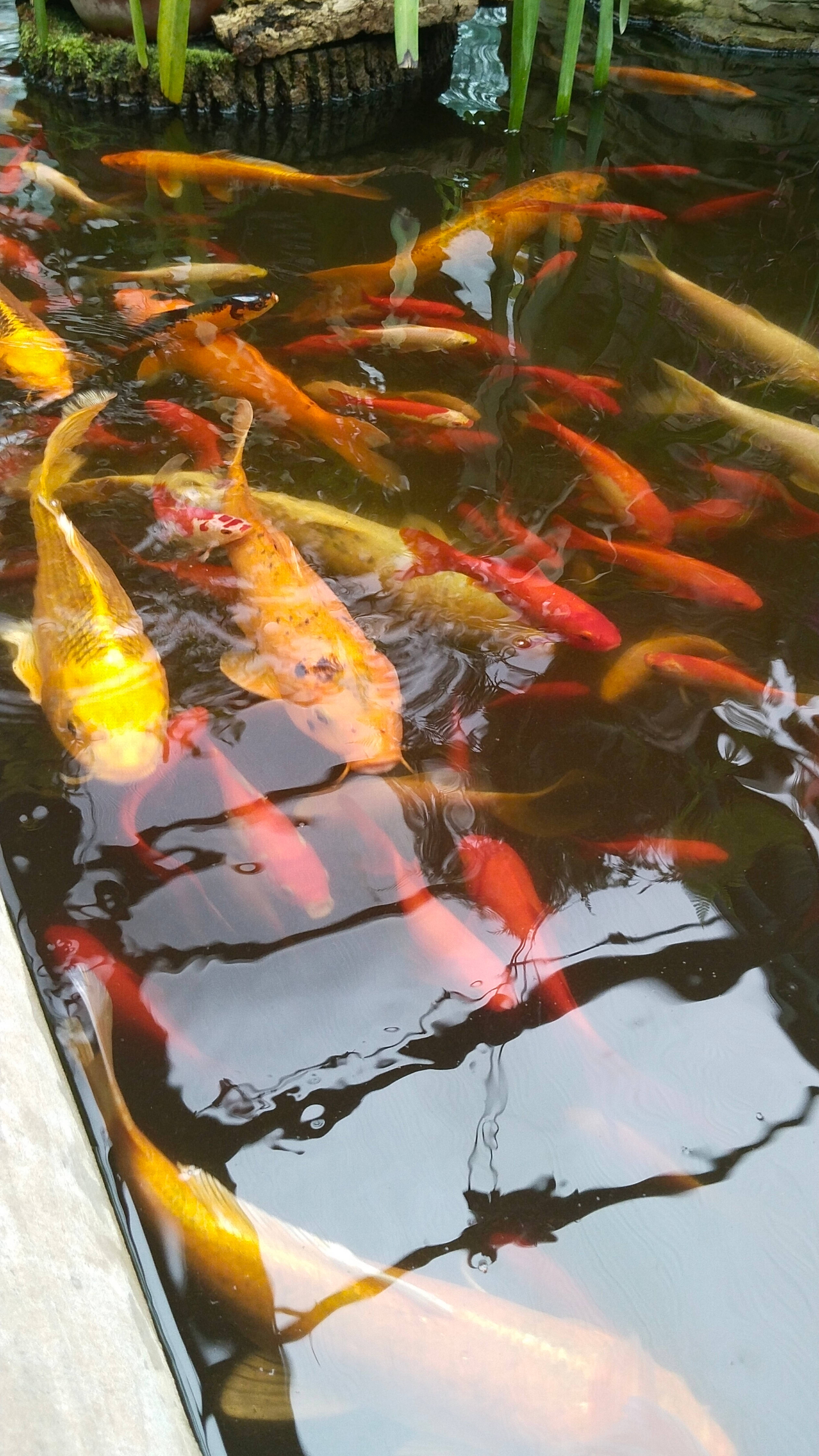 Можно загадывать желание?