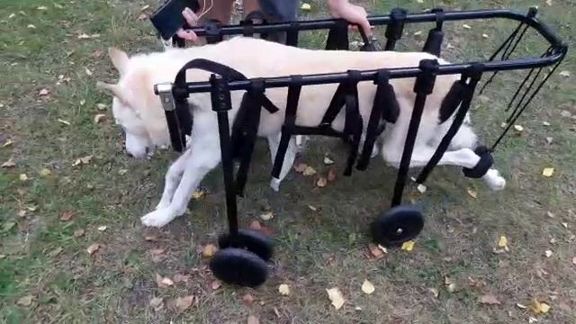 WhatsApp Video 2021-04-03 at 16.52.01