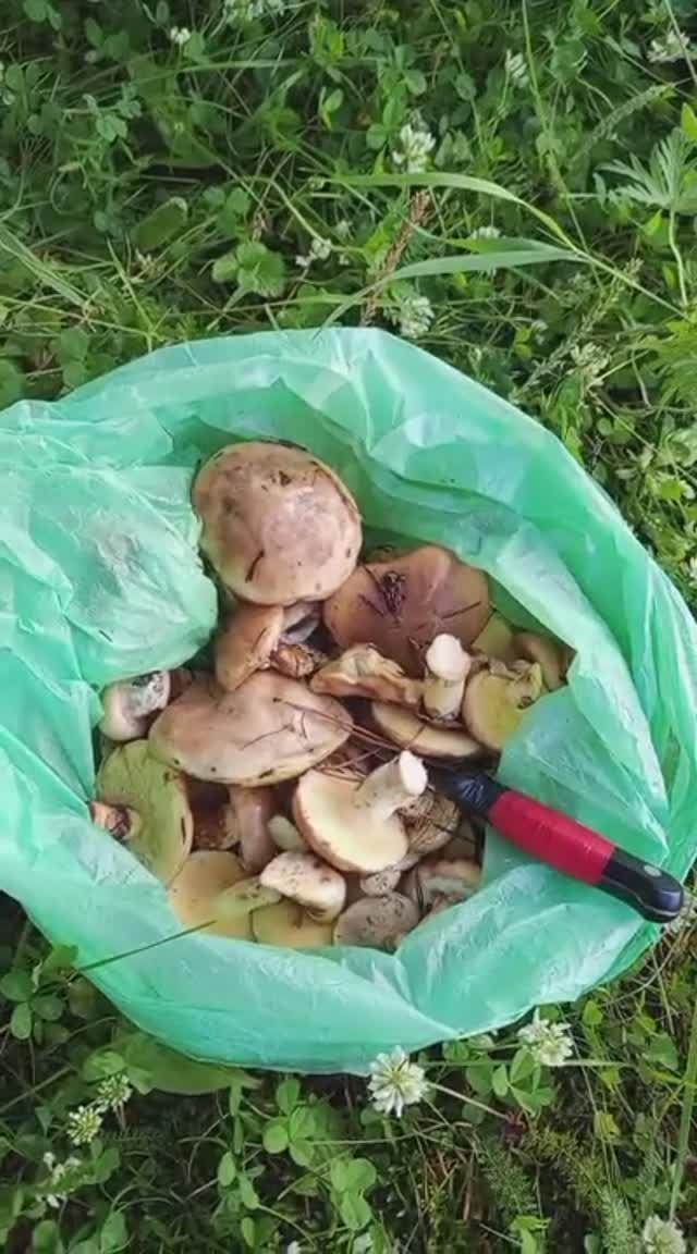 Грибочки пошли, маслята.