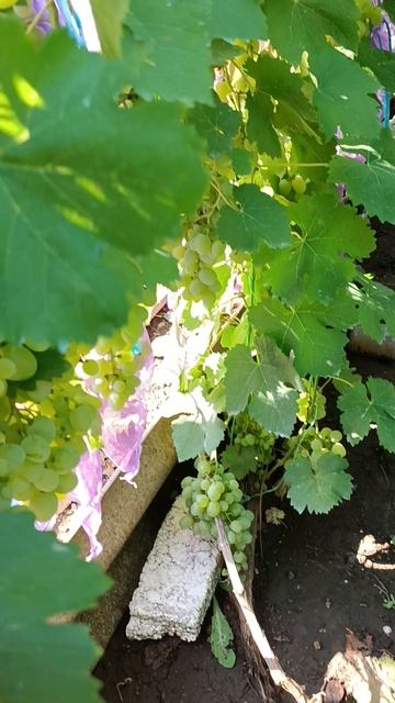 гф Супер экстра после длительного дождя