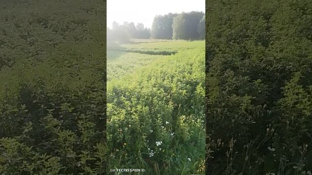 Продолжение обзор Земельного участка.mp4