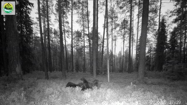 Медведь в заповеднике "Кивач" ночью 13.07.2025.