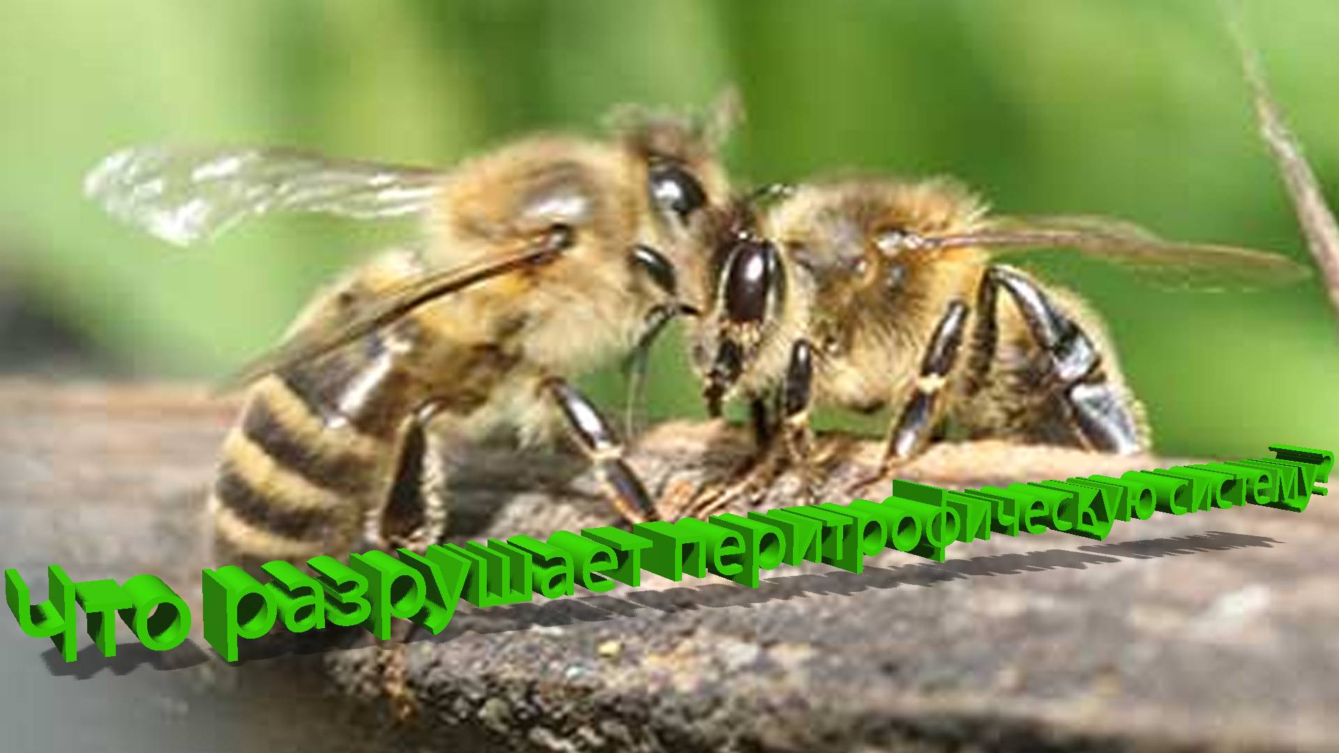 Научный разбор: Что на самом деле вредит перитрофической мембране?