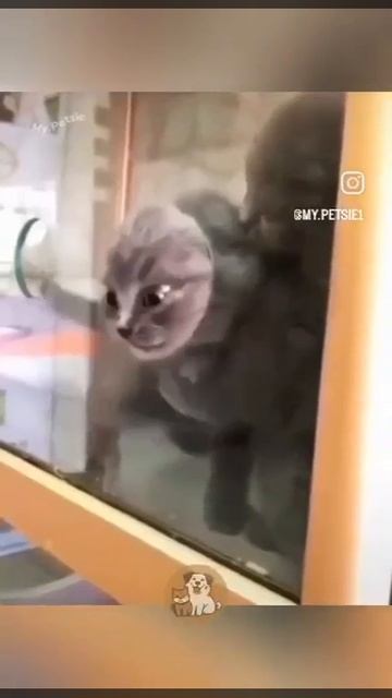 КОШКИ НИНЬЗЯ