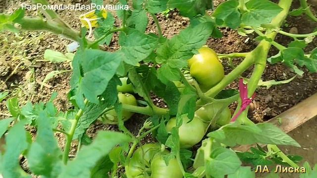 01.08.2025 уДача-дача.ТОМАТЫ НА УЛИЦЕ и В ТЕПЛИЦЕ. 🍅🍅🍅