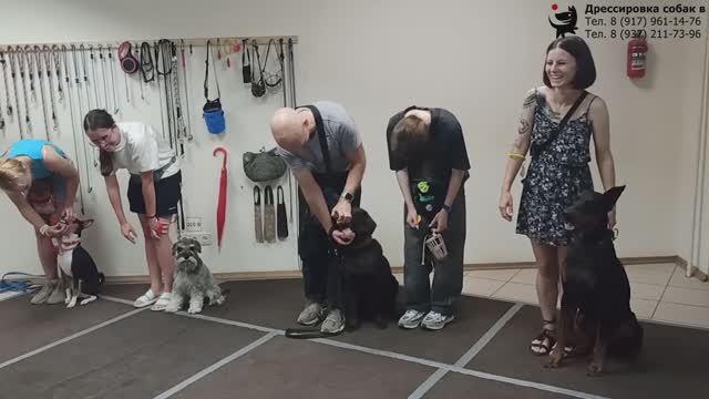 Занятие в группе по дрессировке: показ зубов. Тольятти, 31 июля 2025.