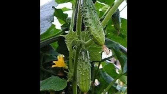 Огурцы на зиму. Маринкины творинки. Всем МИРА и Добра!