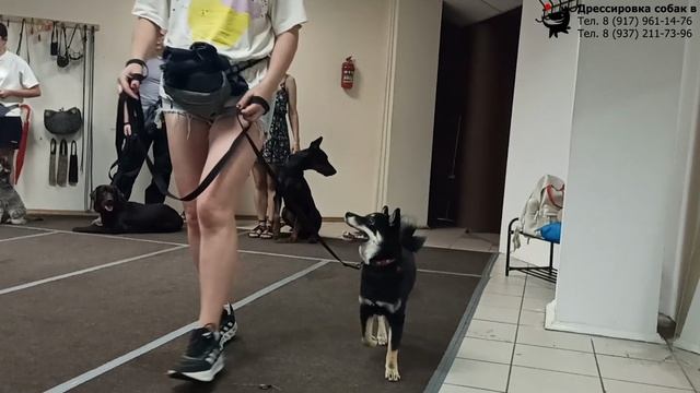 Занятие в группе по дрессировке: команда Рядом. Тольятти, 31 июля 2025.