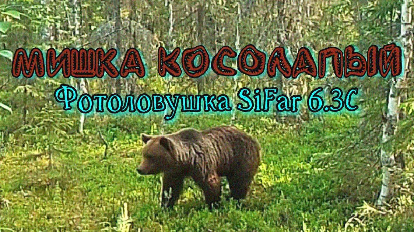 Мишка косолапый. Фотоловушка SiFar 6.3C