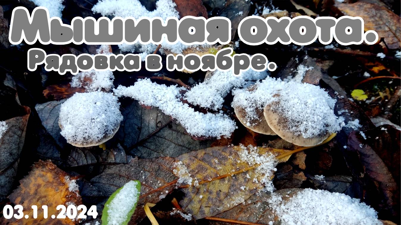 Мышиная охота. Рядовка в ноябре. 03.11.2024