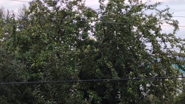 В деревне пошел дождь, пасмурные деревенские будни