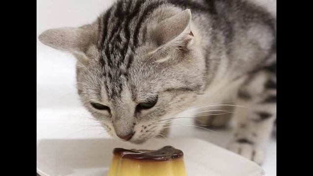 Кот. М. Пришвин