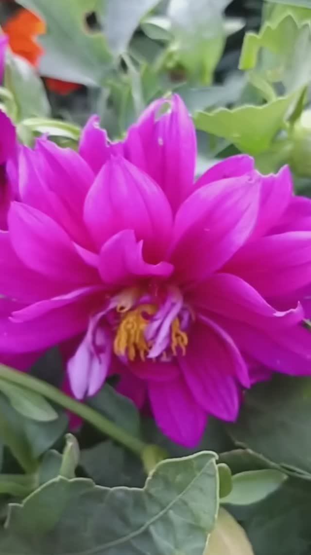 клумба в августе