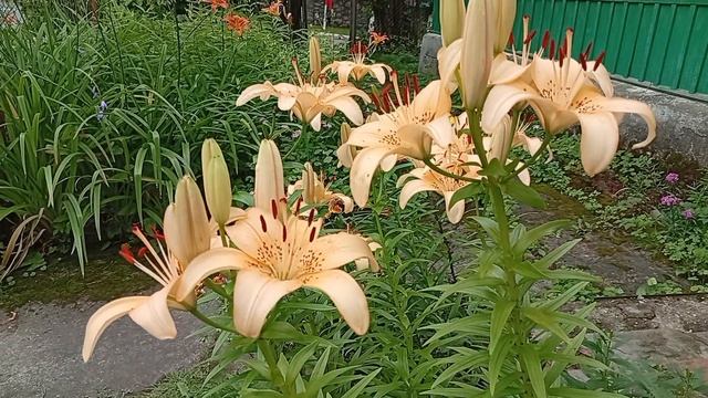 Красота возле дома.😍 Мотя на заднем плане гуляет. 😂