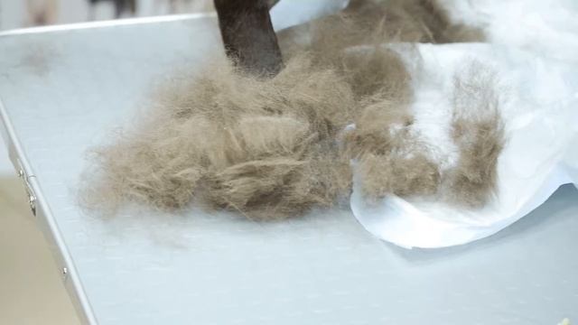 День красоты c FURminator  в "Мистер Гав"