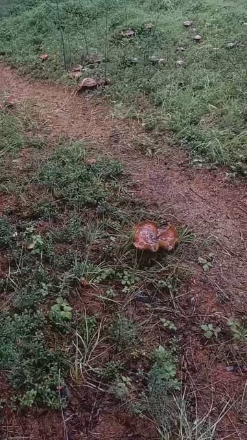 Сусуман. Колыма. Маслята (грибы такие) на лесной опушке