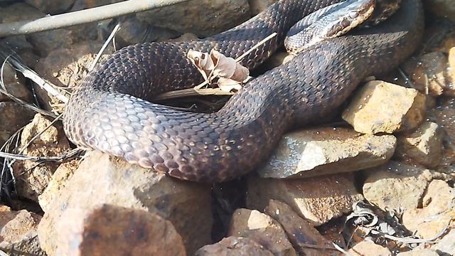 Каменистый щитомордник 2