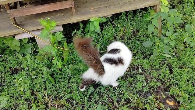 Кот Сёма на лавке