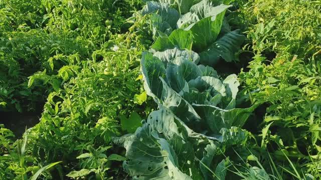 ОГОРОД на ЮГЕ в СЕРЕДИНЕ ЛЕТА. ПОМИДОРЫ, КАПУСТА, КАБАЧКИ #огород #овощи #помидоры #капуста #зелень