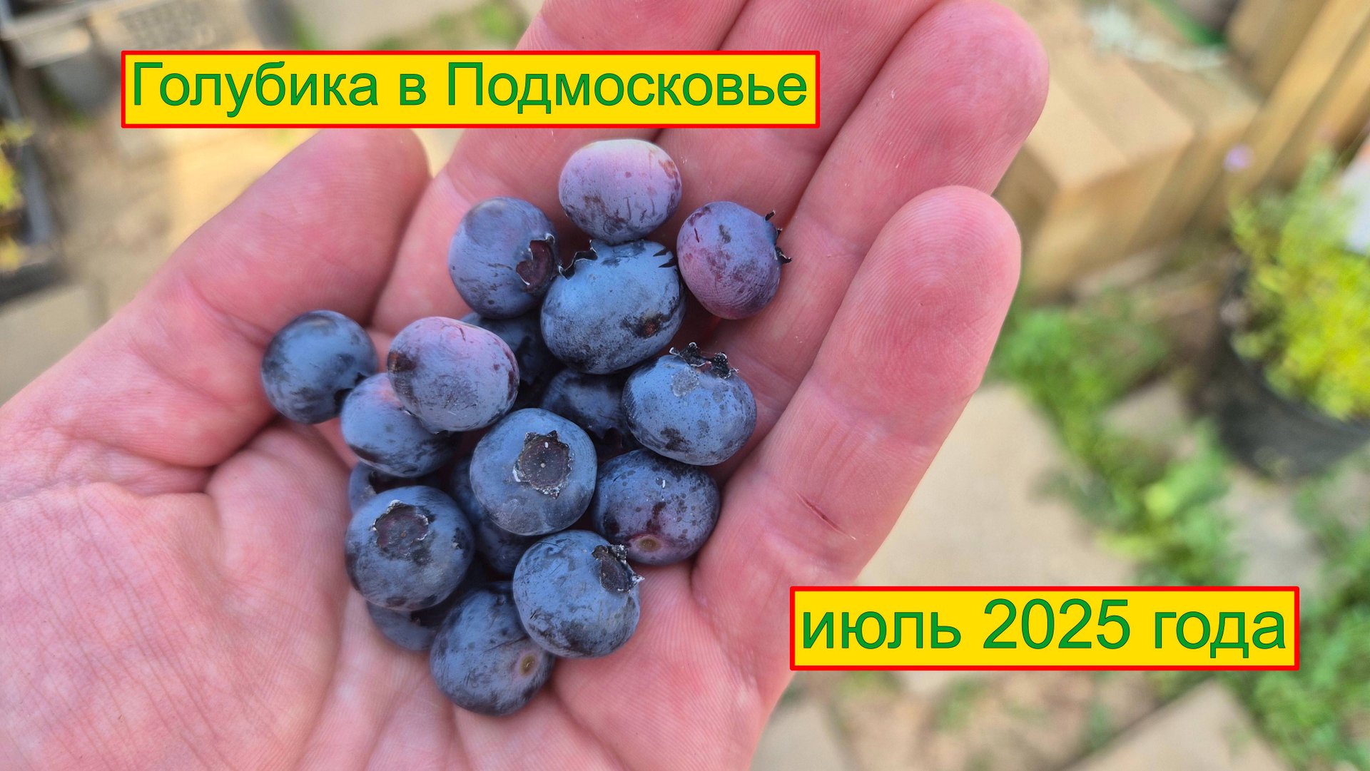 Голубика в Подмосковье обзор на июль 2025 года