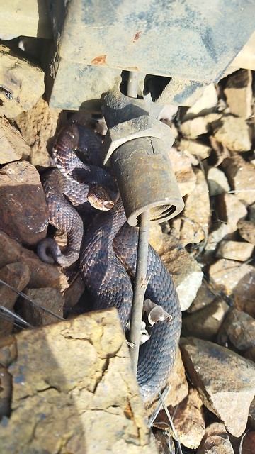 Каменистый щитомордник 1