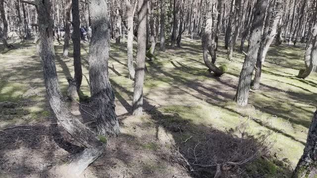 Танцующий лес на Куршской косе в Калининградской области. Dancing_Forest_on_the_Curonian_Spit