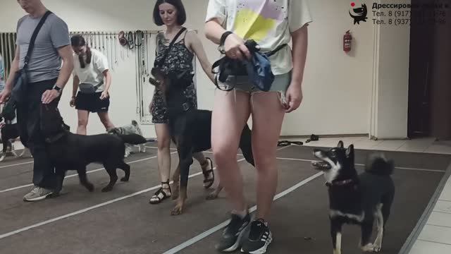 Занятие в группе по дрессировке: команды Рядом и Ко мне без поводков. Тольятти, 31 июля 2025.