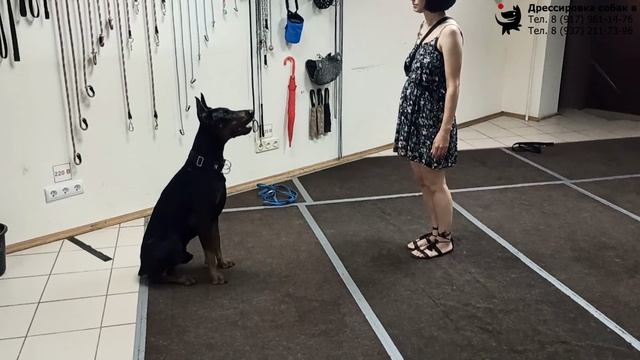 Занятие в группе по дрессировке: выдержка, команда Ко мне. Тольятти, 31 июля 2025.