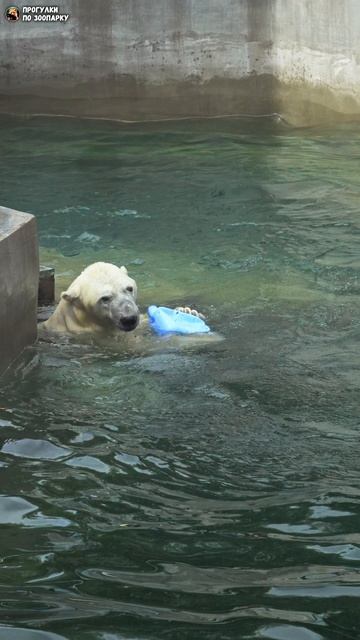 Белому мишке Каю вернули канистру. Новосибирский зоопарк