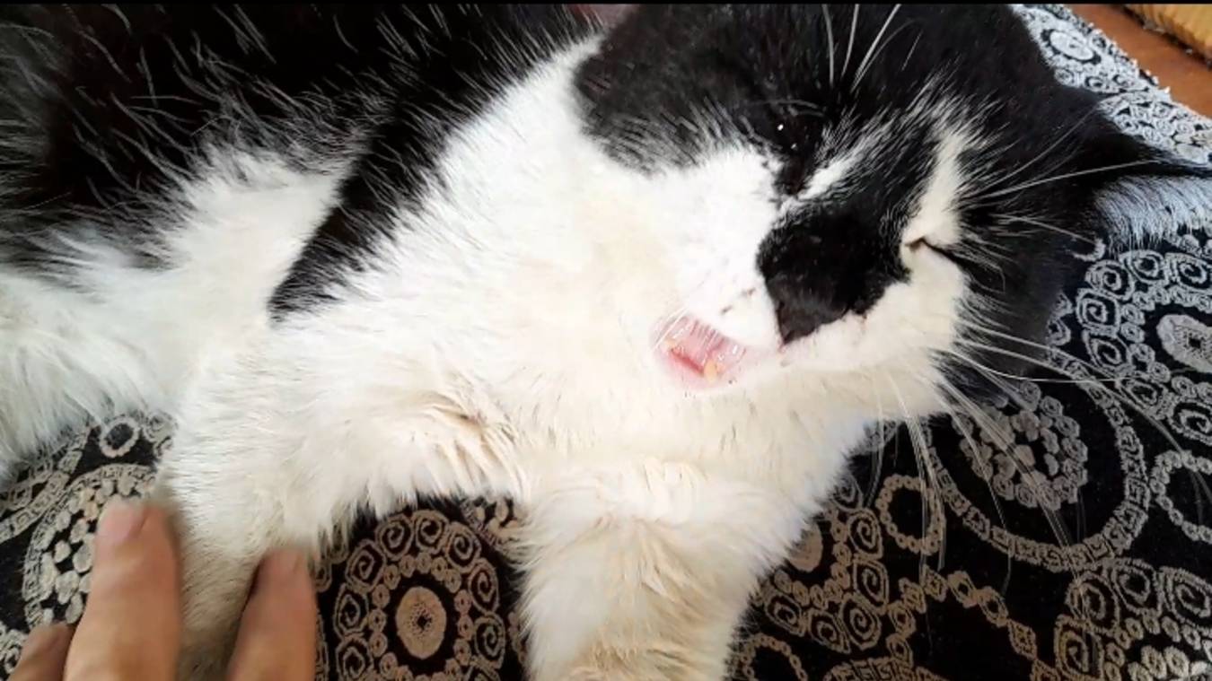 20250805_165215 Встретились с Митюшкой после пятидневной разлуки