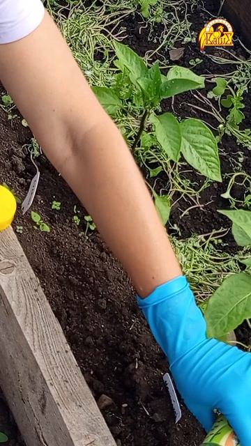 Великий Воин биогранулы