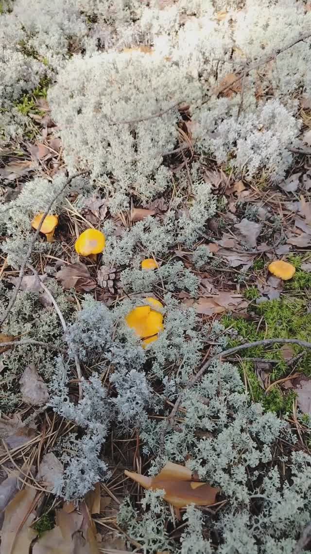 Лисички в белом мху. Волшебный сосновый лес