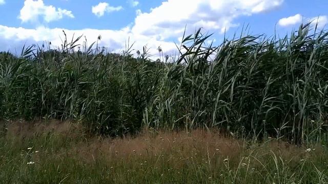 Френсис Гойя. Русский вальс.