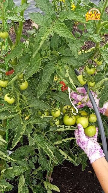 Быстрокреп