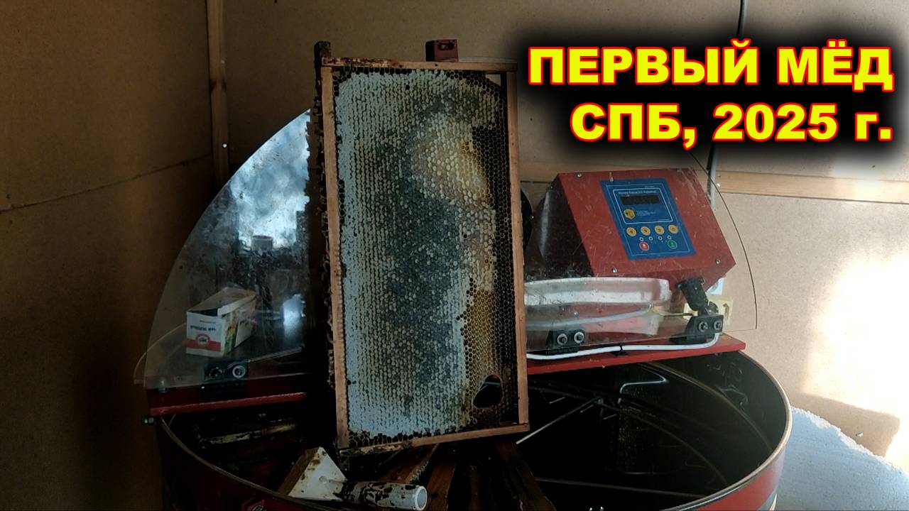 Первый мёд в сезоне 20025, г.Санкт - Петербург.