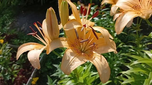 После дождя