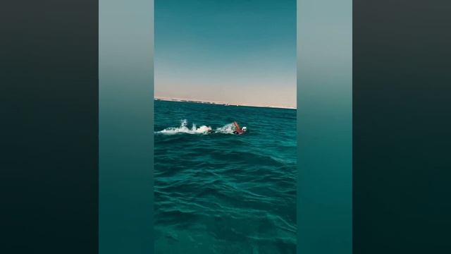 плавание открытая вода вольный стиль