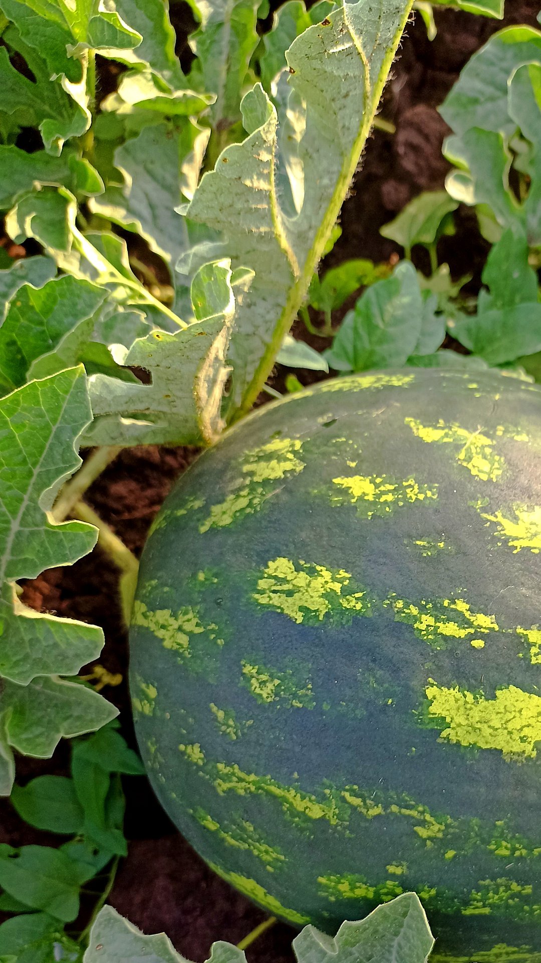 Наши арбузы