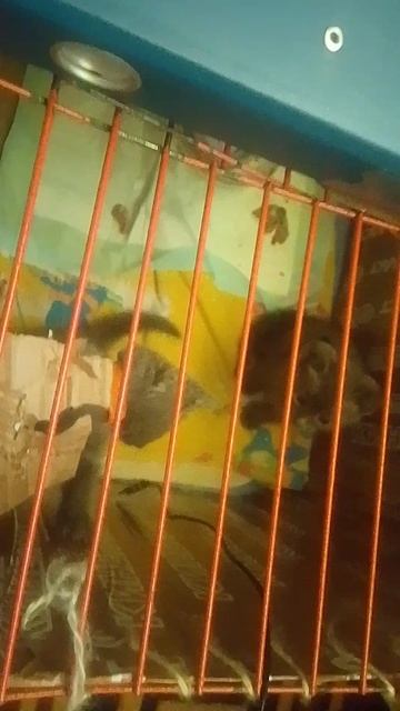 котята хотят гулять