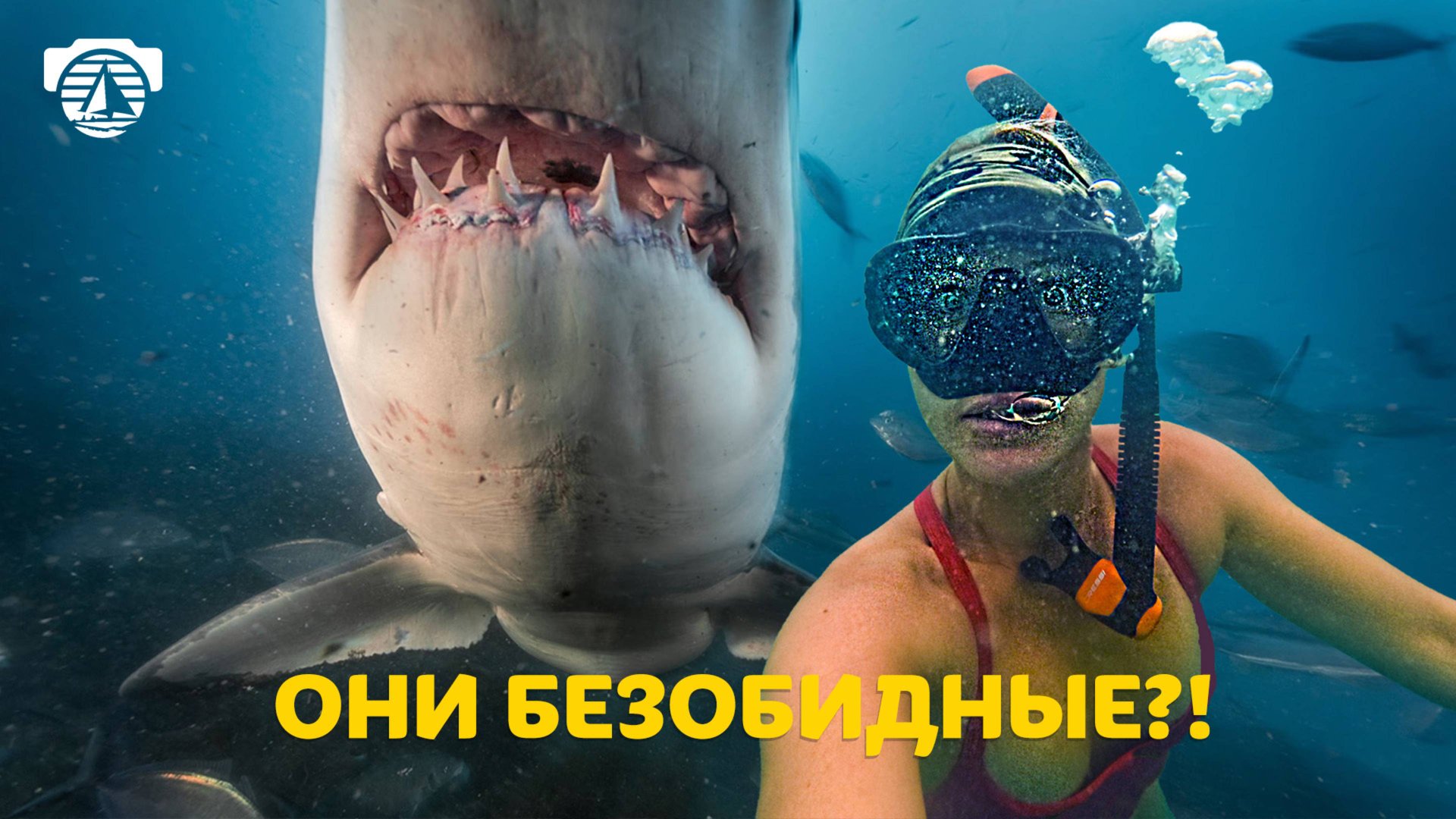 12 · Можно ли плавать с акулами?