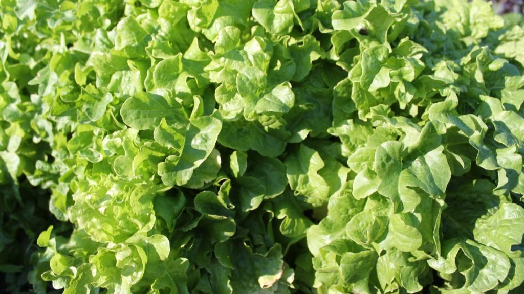 Салат Дубровский