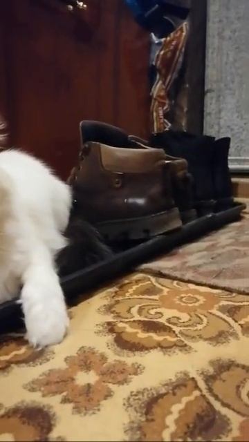 Кот в поддоне